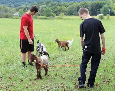 Somebunny to love | News, Sports, Jobs - Altoona Mirror